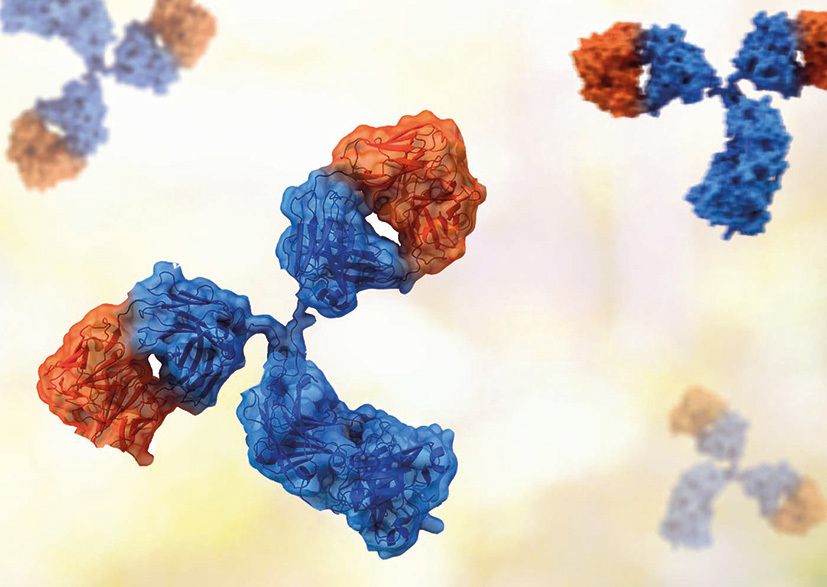 Recombinant Antibody Production - InVivo Biotech Services