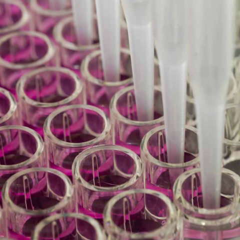 Careers - InVivo Biotech Services